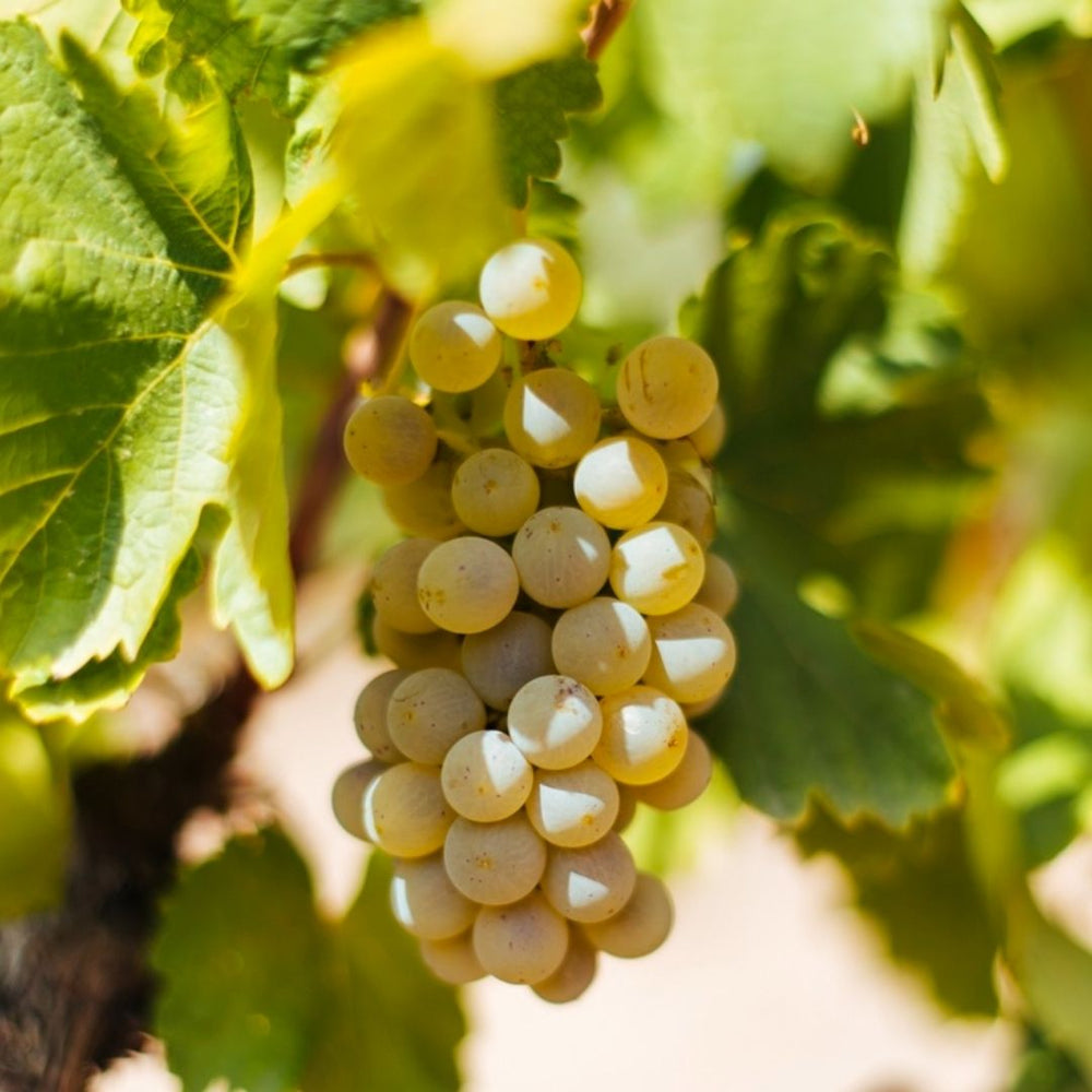Spanish Grapes – Del Duero Wines